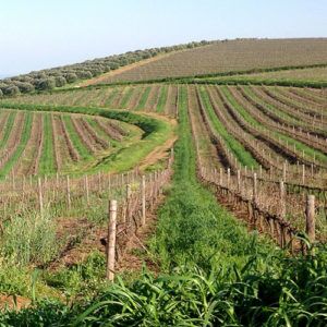 Paarl Vineyards | Wine Estates SA | Fairview Wine